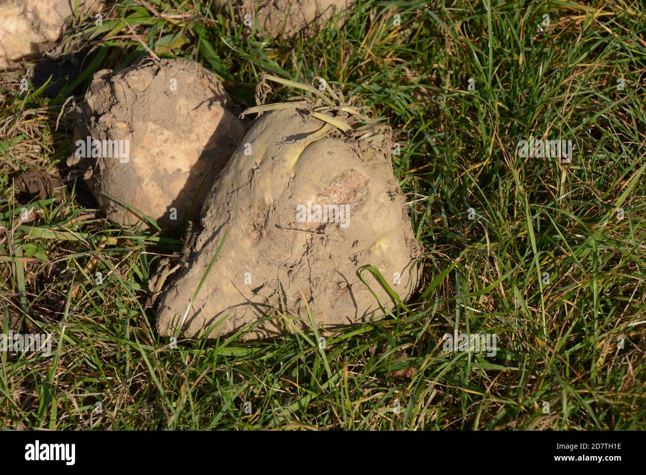 Mound of sugar beets hi-res stock photography and images - Alamy