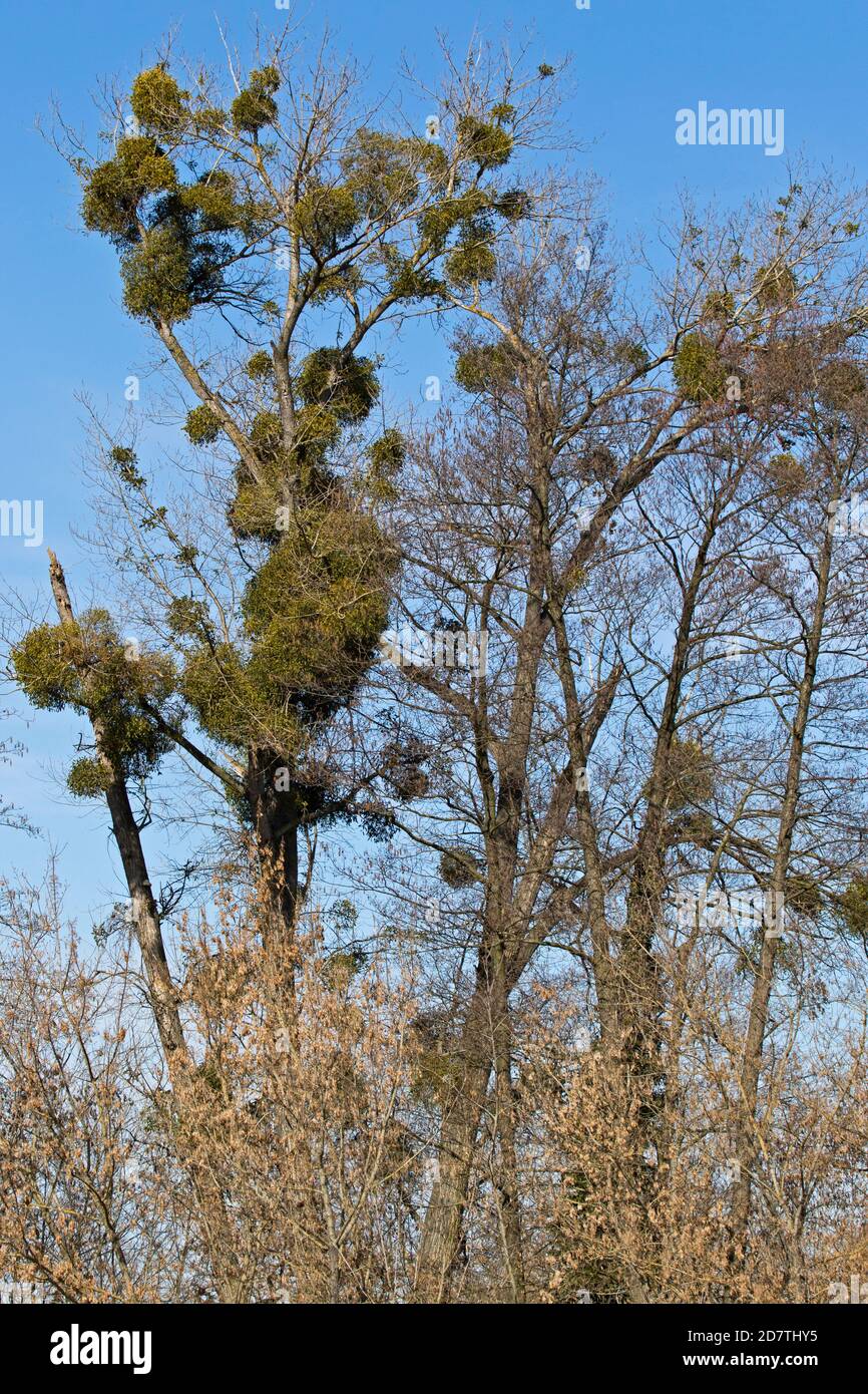 Mistletoes hi-res stock photography and images - Alamy