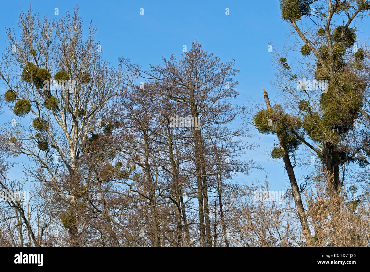 Mistletoes hi-res stock photography and images - Alamy