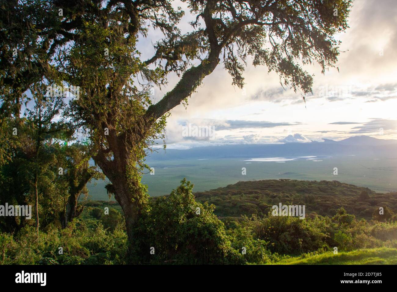 African safari landscape with trees and plants. Photographed in the ...