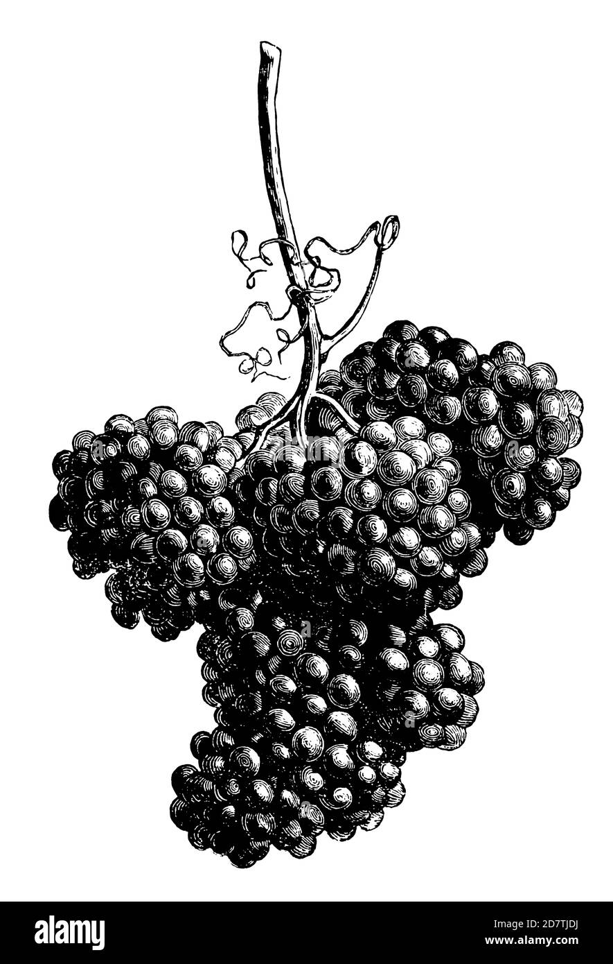 Antique illustration of a bunch of grape (isolated on white). Published ...