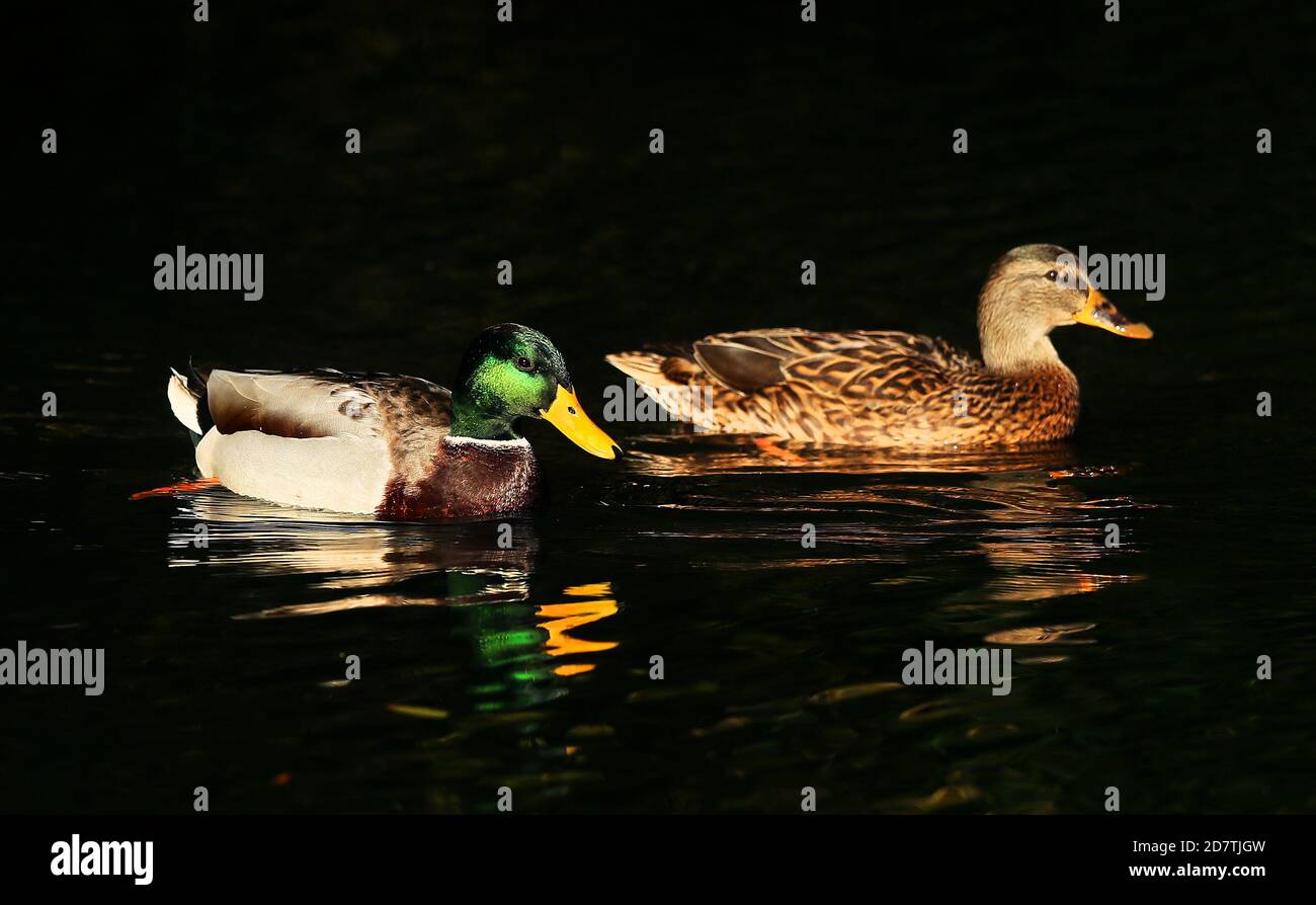 Phoenix park ducks hi-res stock photography and images - Alamy