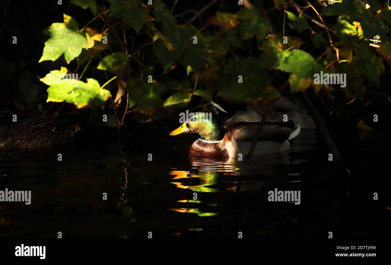 Duck in phoenix hi-res stock photography and images - Alamy