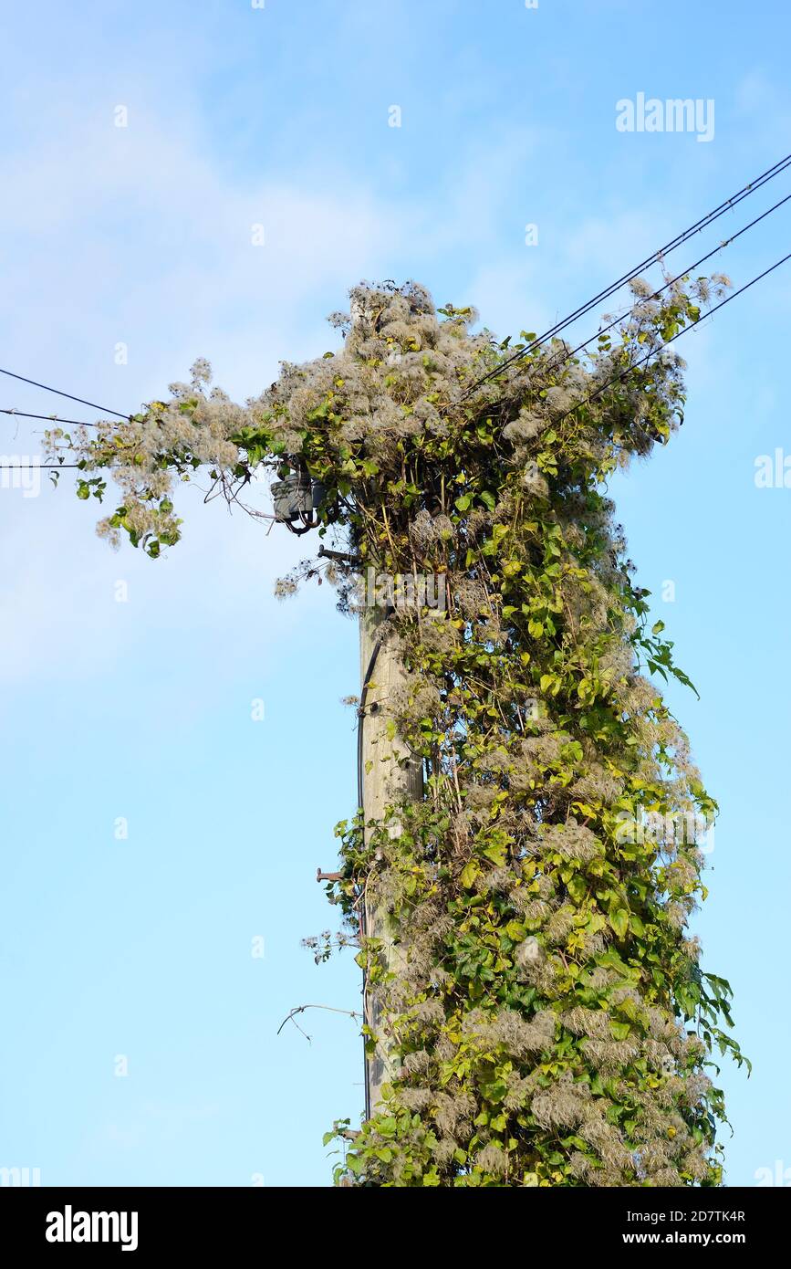 Clematis vitalba (Old Man's Beard / Traveller's Joy) growing on a ...