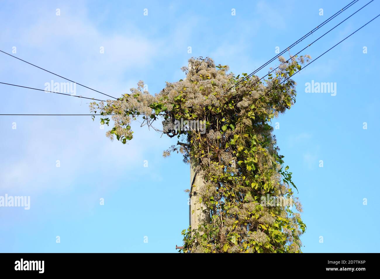 Clematis vitalba (Old Man's Beard / Traveller's Joy) growing on a ...