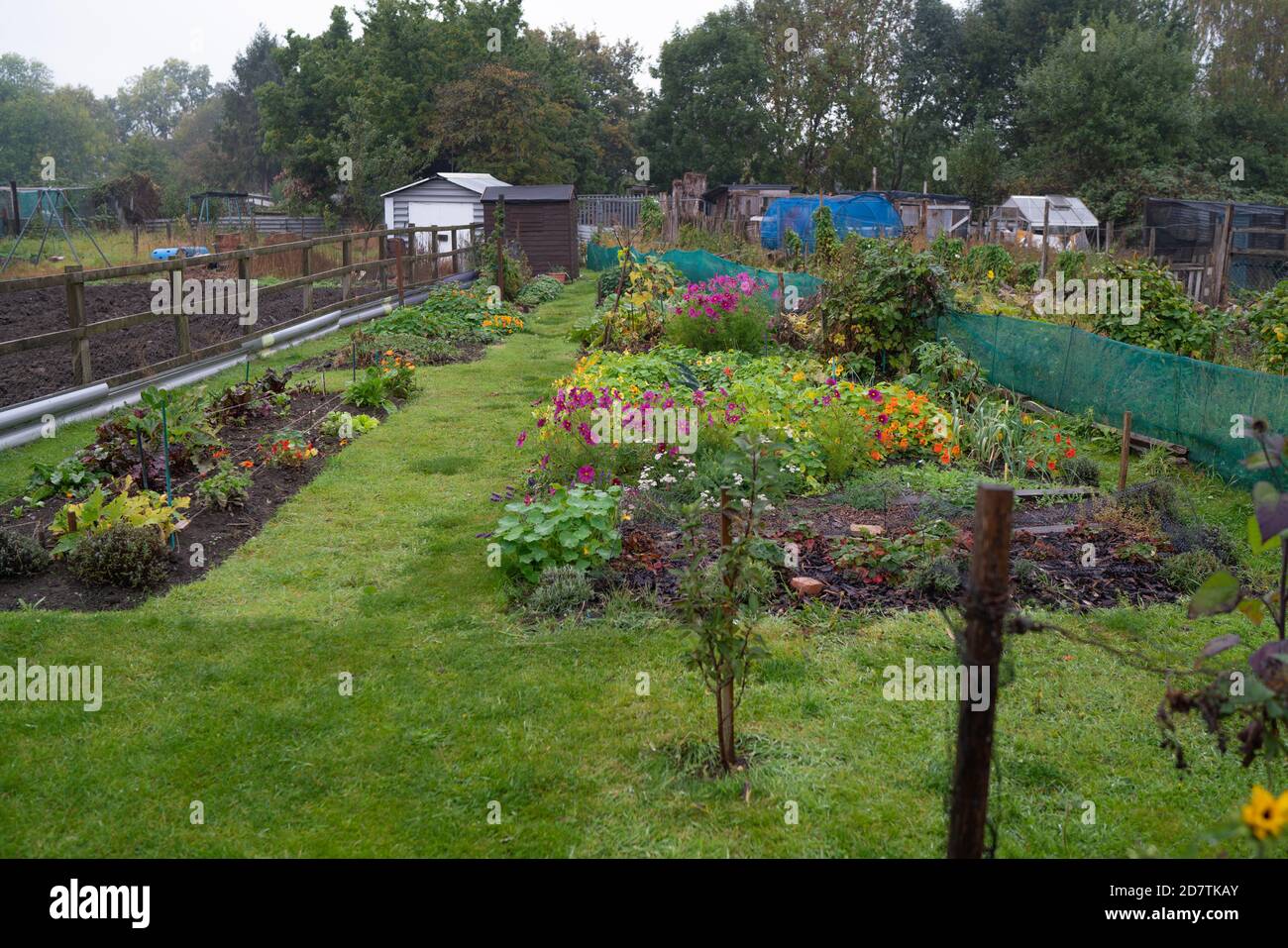 Taking on an allotment vegetable patch, compost heap, cabbage patch ...