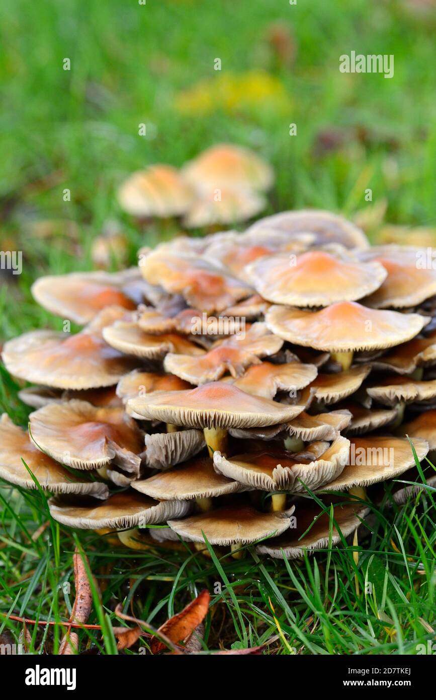 Honey Fungus / Bootlace Fungus (Armillaria mellea) growing on tree ...