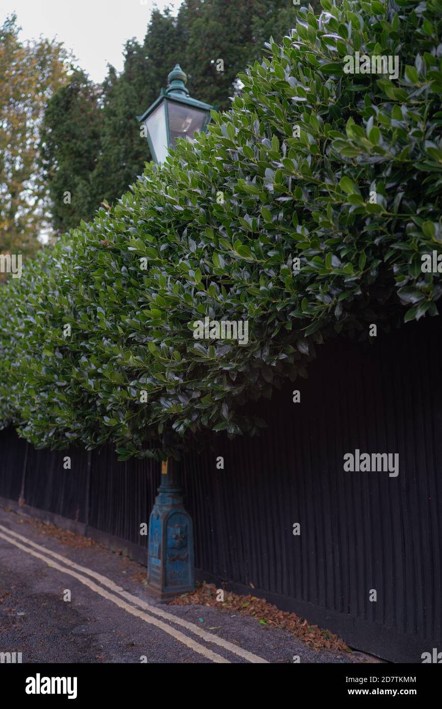 East Bight, Lincoln City, overgrown hedge, hidden street light, earlier ...