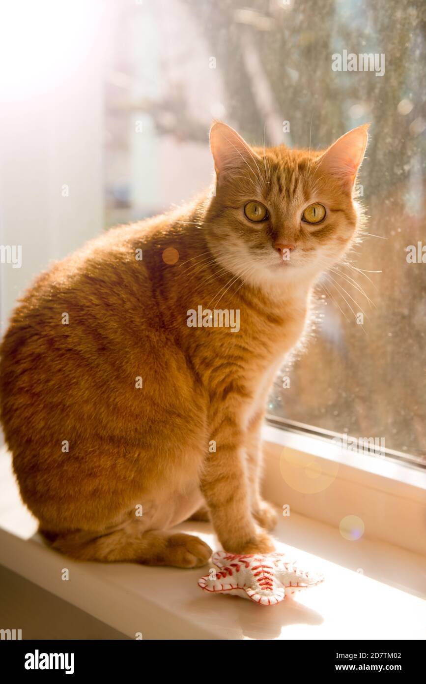 Cat through glass cat hi-res stock photography and images - Alamy