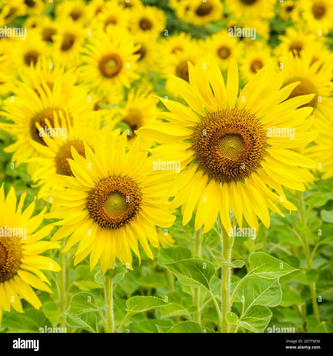 Smell sunflowers hi-res stock photography and images - Alamy