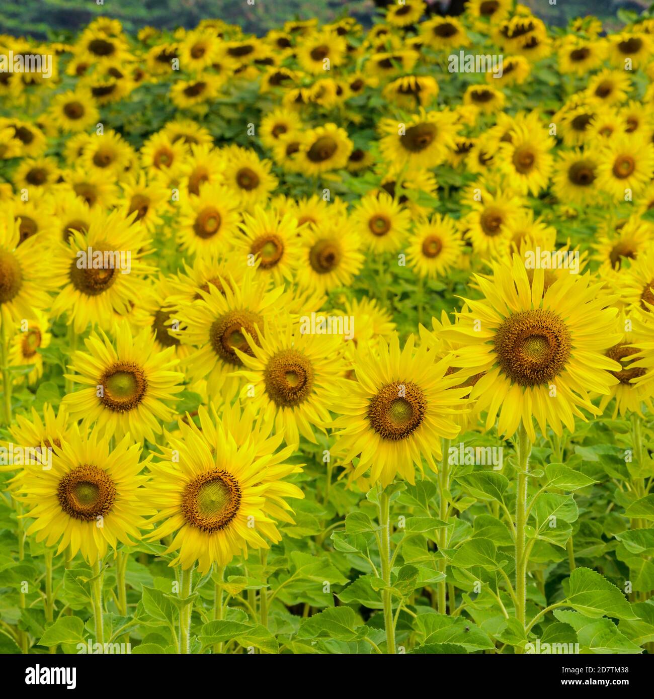 Stunning sunflowers hi-res stock photography and images - Alamy