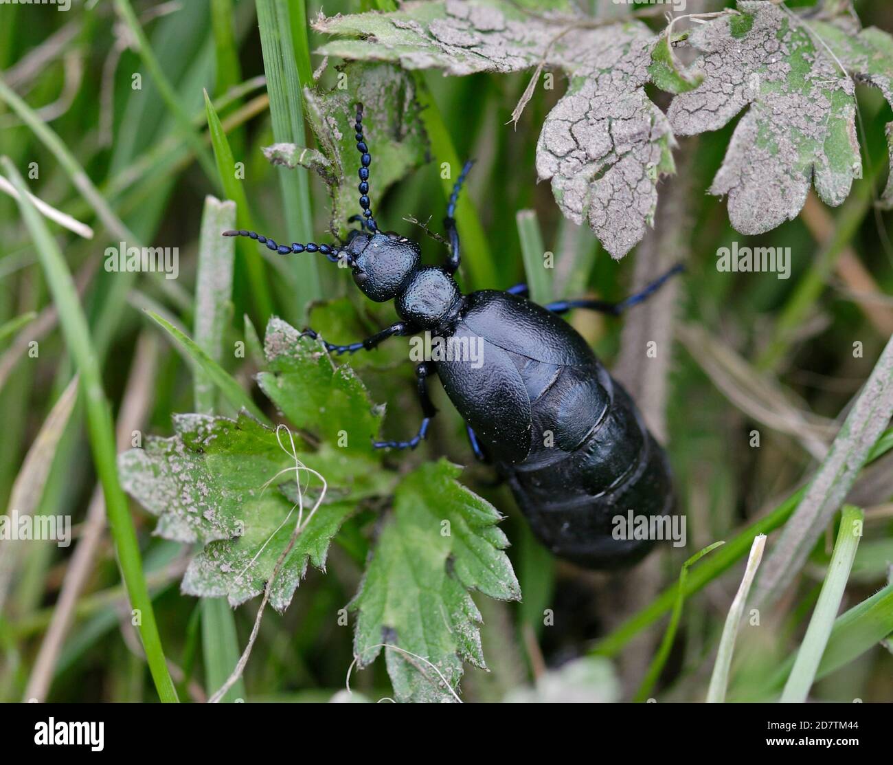 Violet oil beetles hi-res stock photography and images - Alamy