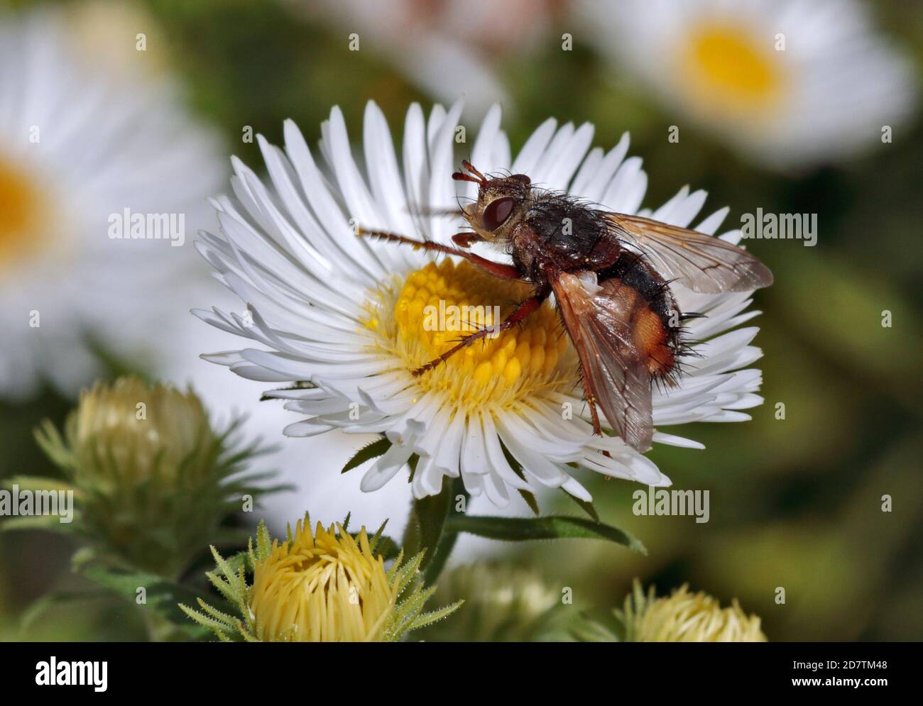 Tachinid Fly On White High Resolution Stock Photography and Images - Alamy