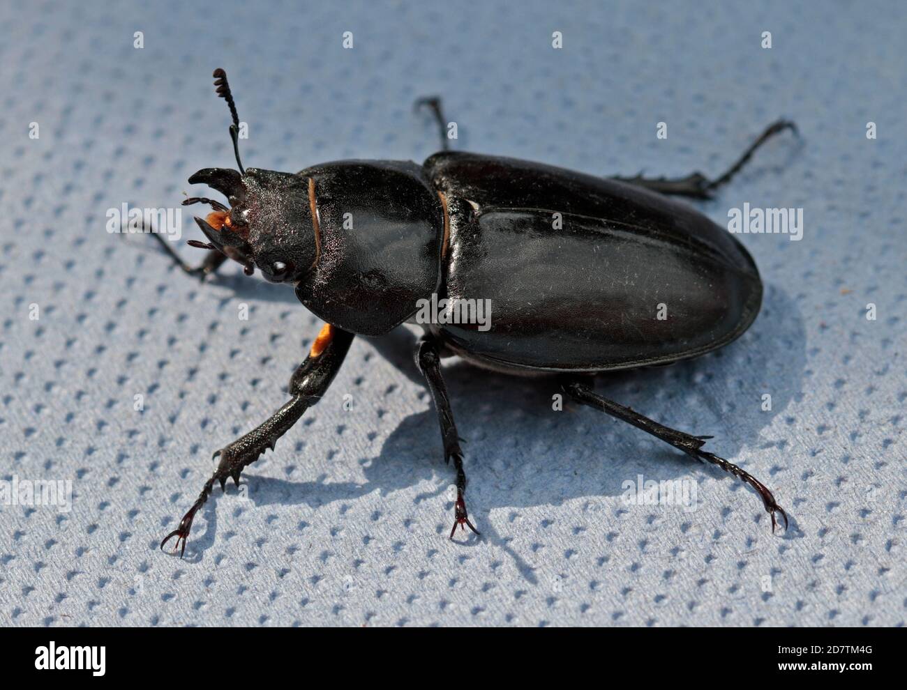 Stag Beetle Female (lucanus cervus Stock Photo - Alamy