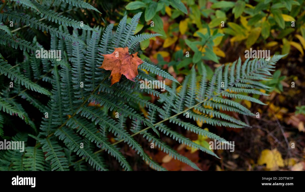 Scottish fern leaves hi-res stock photography and images - Alamy