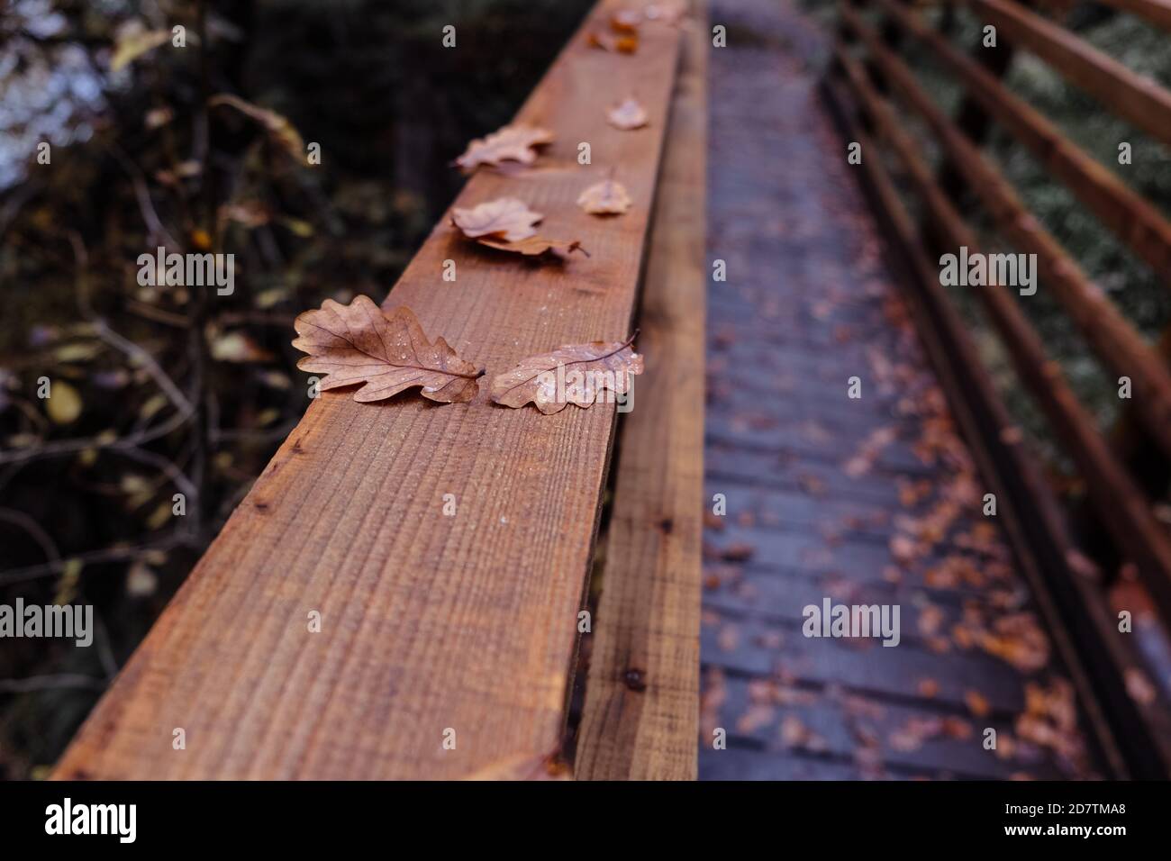 Scottish fern leaves hi-res stock photography and images - Alamy