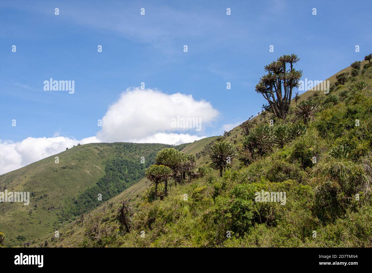 African safari landscape with trees and plants. Photographed in the ...