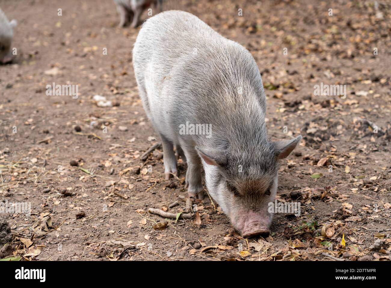Scary looking insects hi-res stock photography and images - Alamy