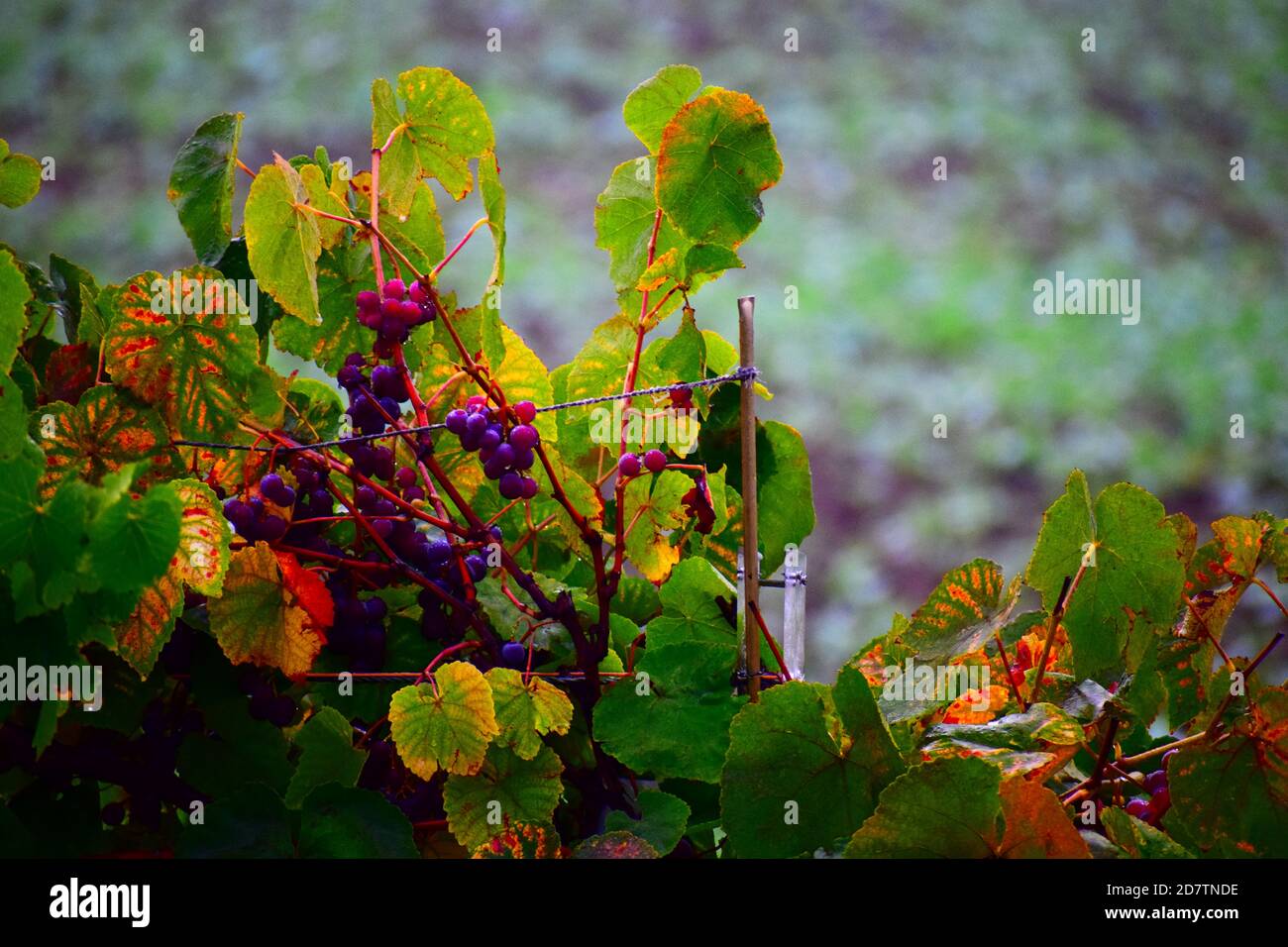 Swamp grapes hi-res stock photography and images - Alamy