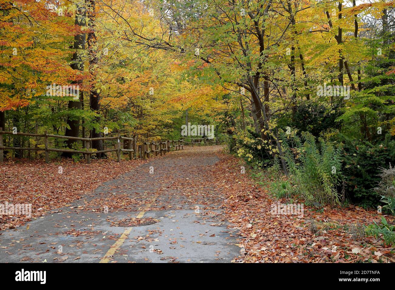 23rd of October 2020, London Ontario Canada - Springbank Park walking ...