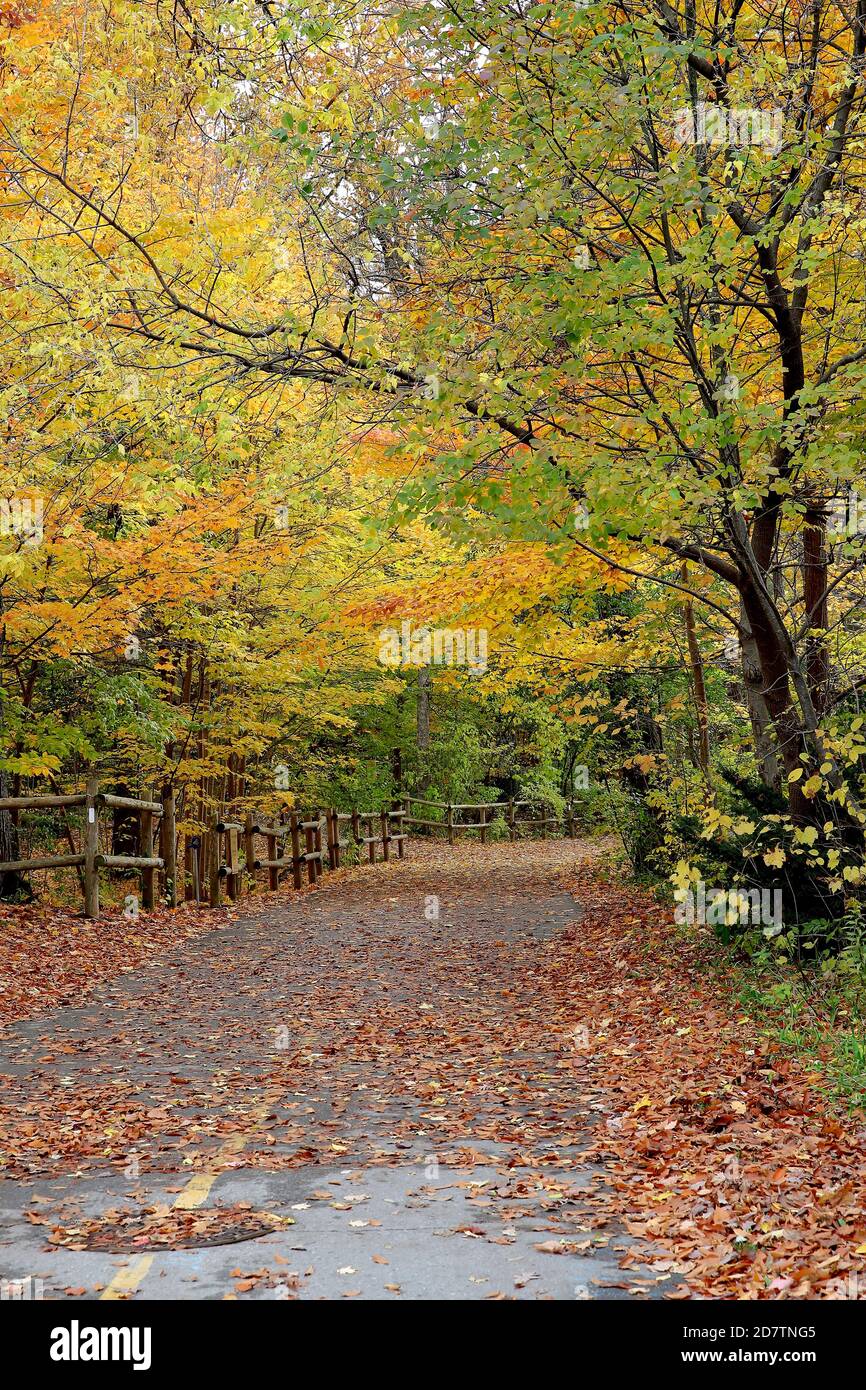 23rd of October 2020, London Ontario Canada - Springbank Park walking ...