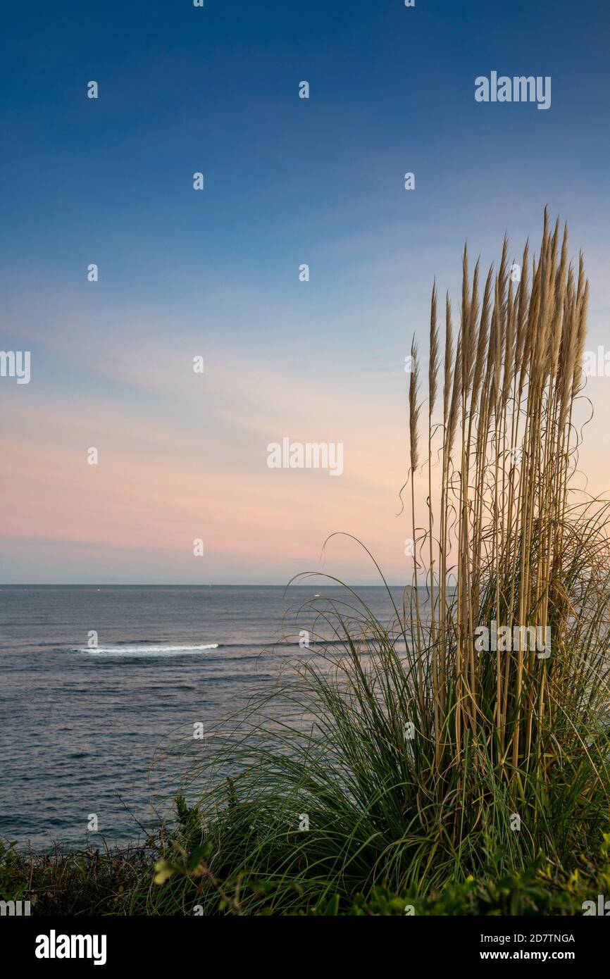 American beachgrass hi-res stock photography and images - Alamy