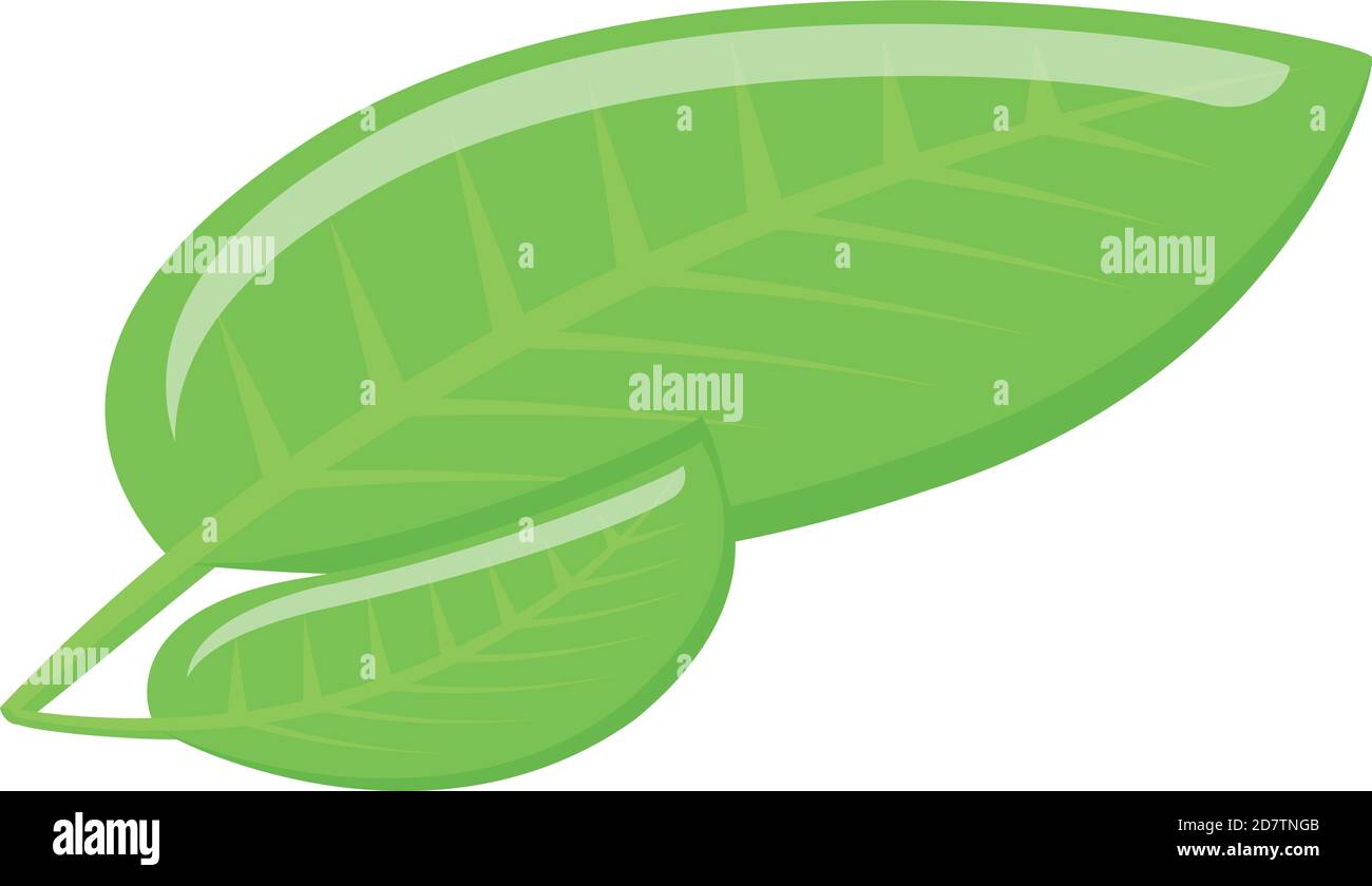 Tea leaf icon. Isometric of tea leaf vector icon for web design ...