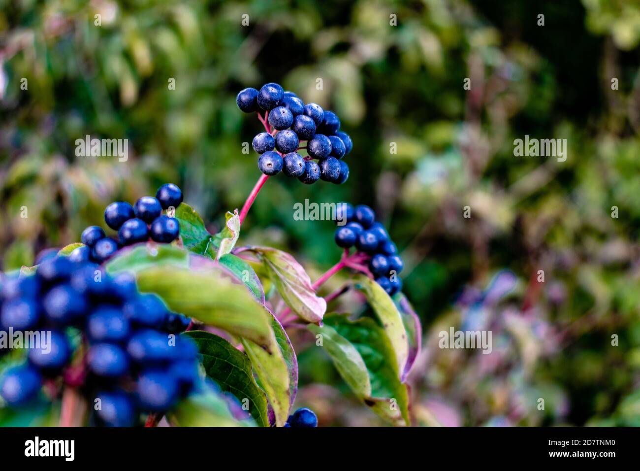 Elder plant hi-res stock photography and images - Alamy
