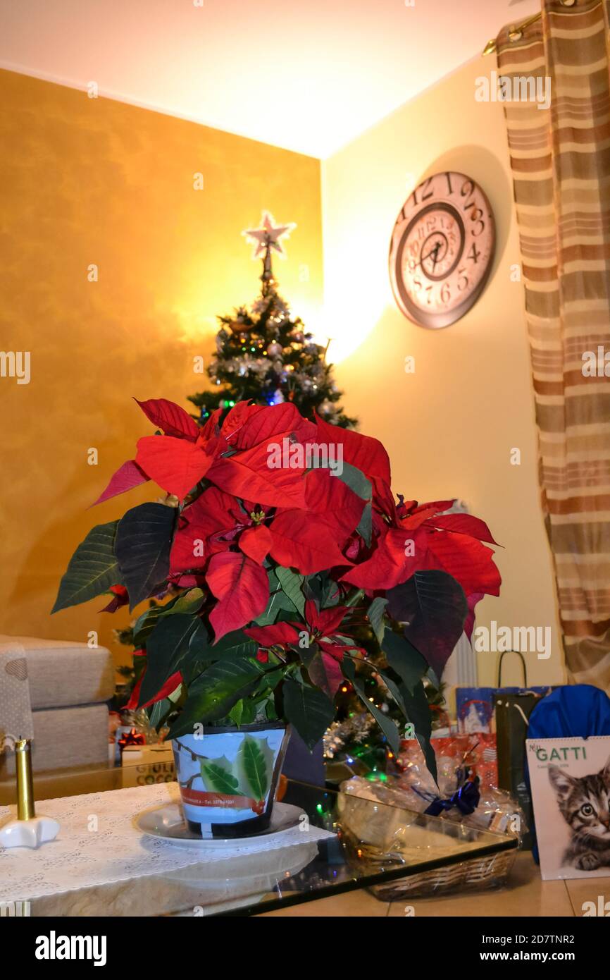 Flowered poinsettia plant native to mexico very used in europe during ...