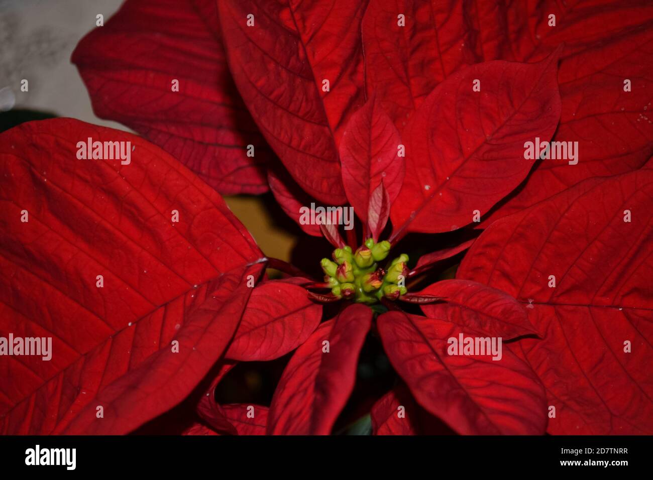 Flowered poinsettia plant native to mexico very used in europe during ...
