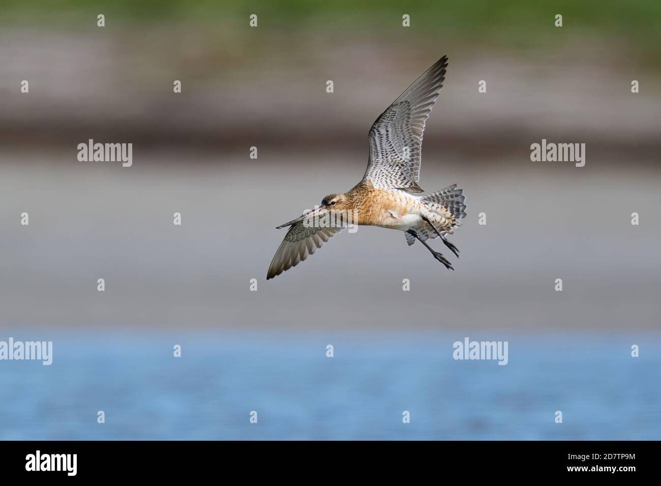 Bar-tailed godwit in flight in its natural enviroment in Denmark Stock ...