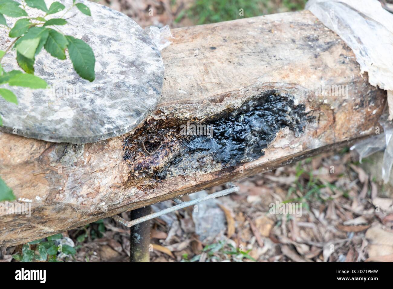 Kelulut honey stingless bee cultivation in Malaysia Stock Photo - Alamy