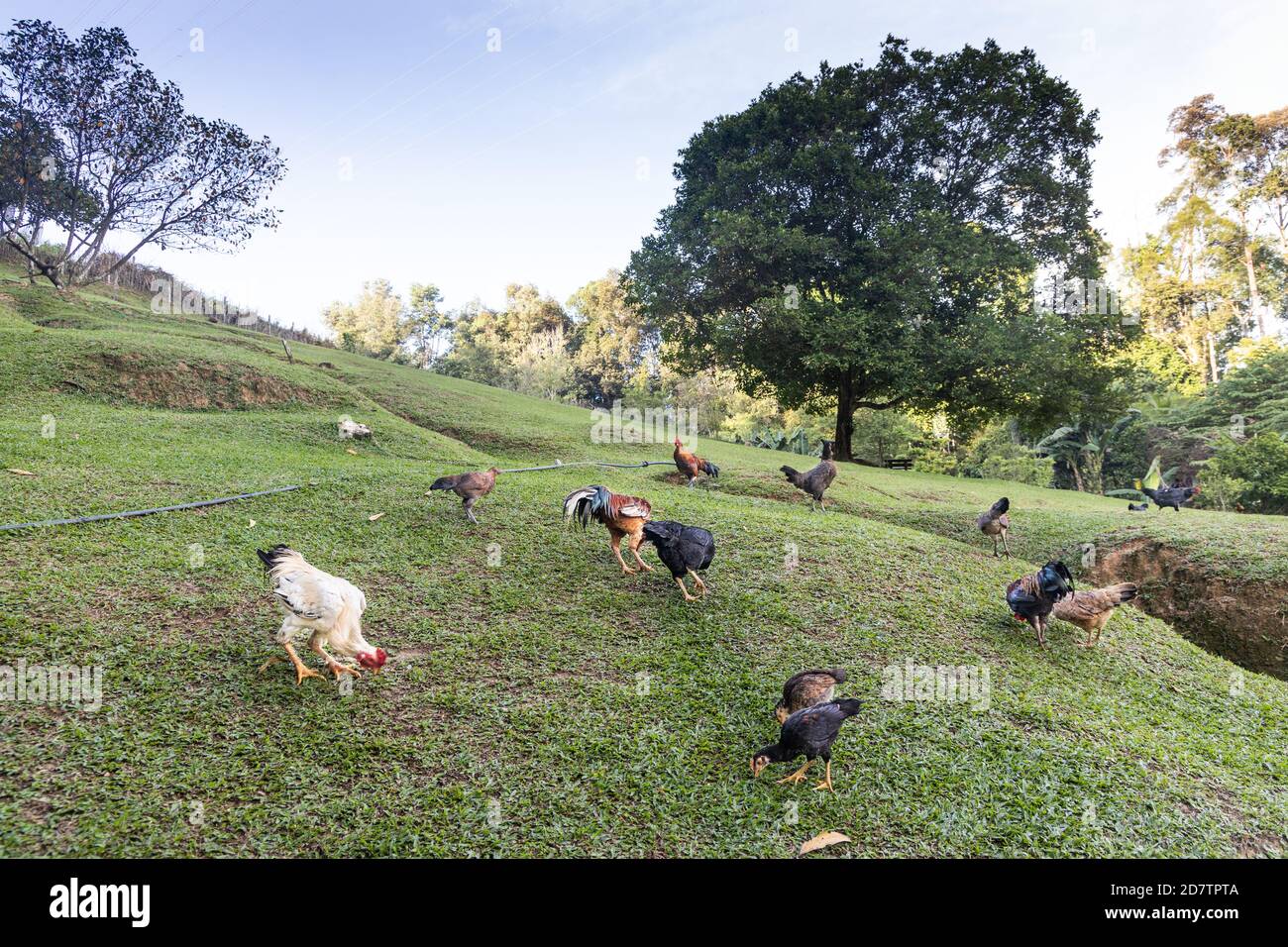 Poultry farming hi-res stock photography and images - Alamy