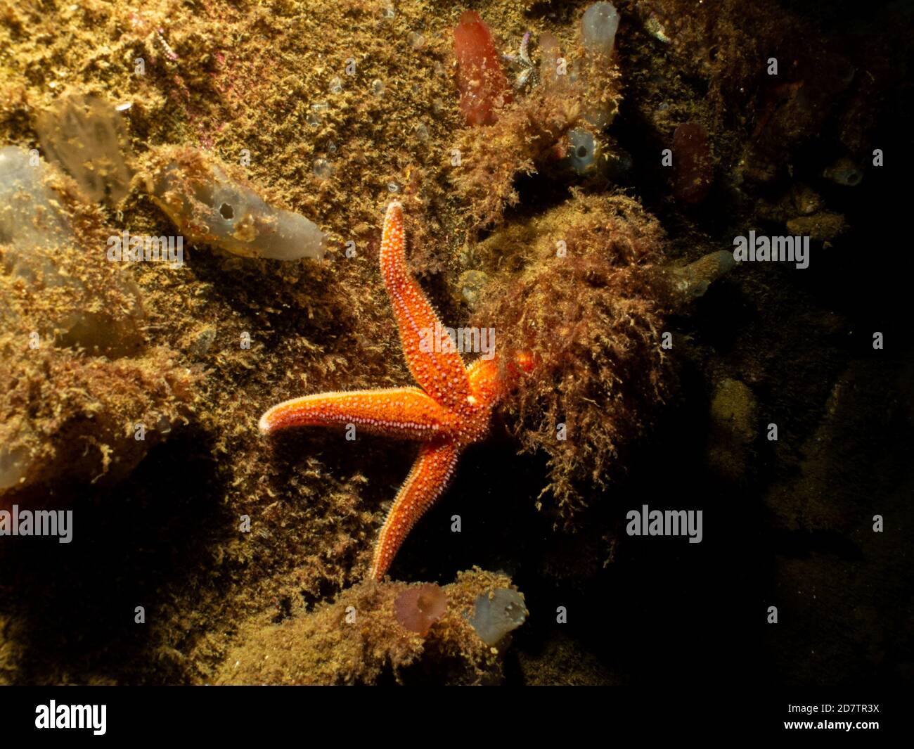 A closeup picture of a common starfish, common sea star or sugar ...