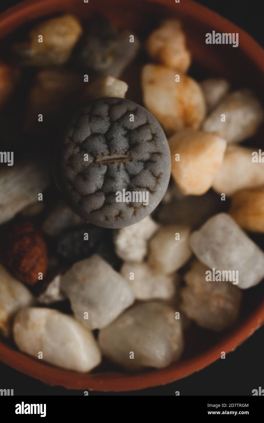 Lithops species hi-res stock photography and images - Alamy