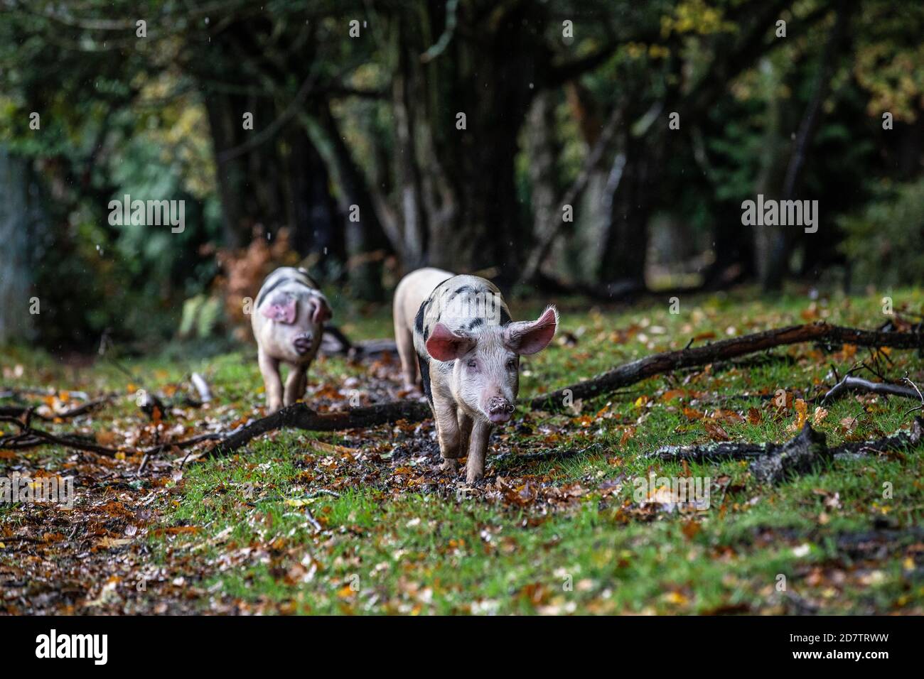 New forest pigs hi-res stock photography and images - Alamy