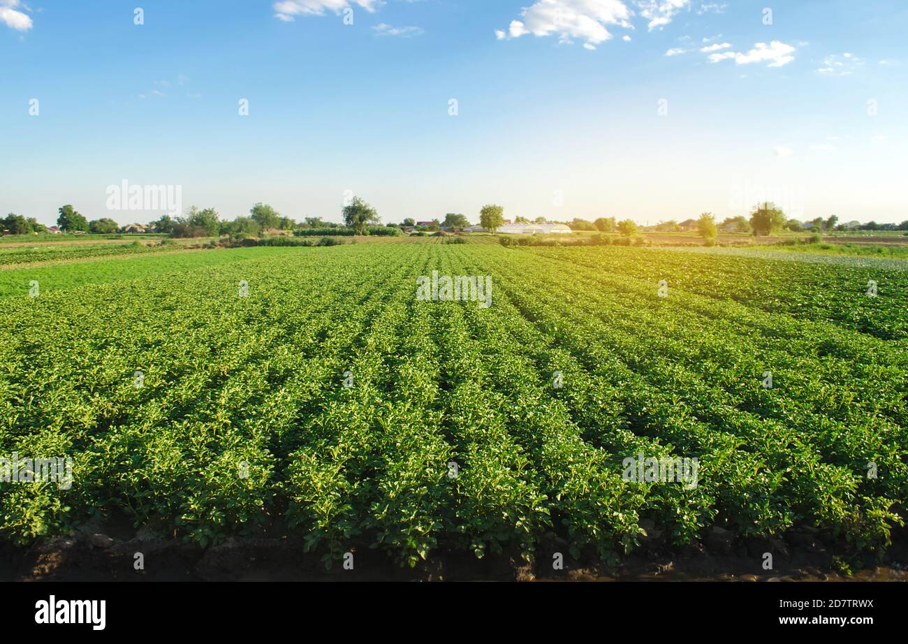 Plantation landscape of green potato bushes. European organic farming ...