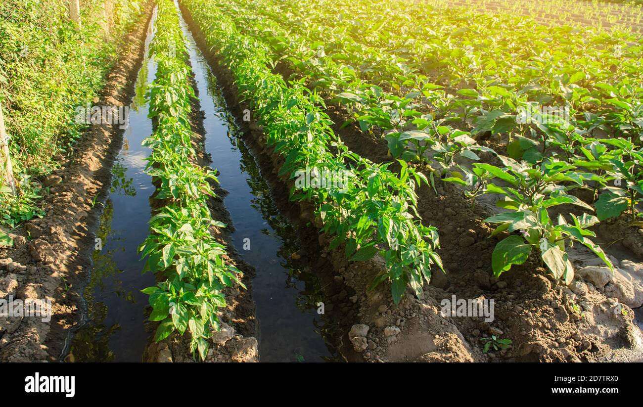 Irrigation and growing young pepper in the field. Watering of ...