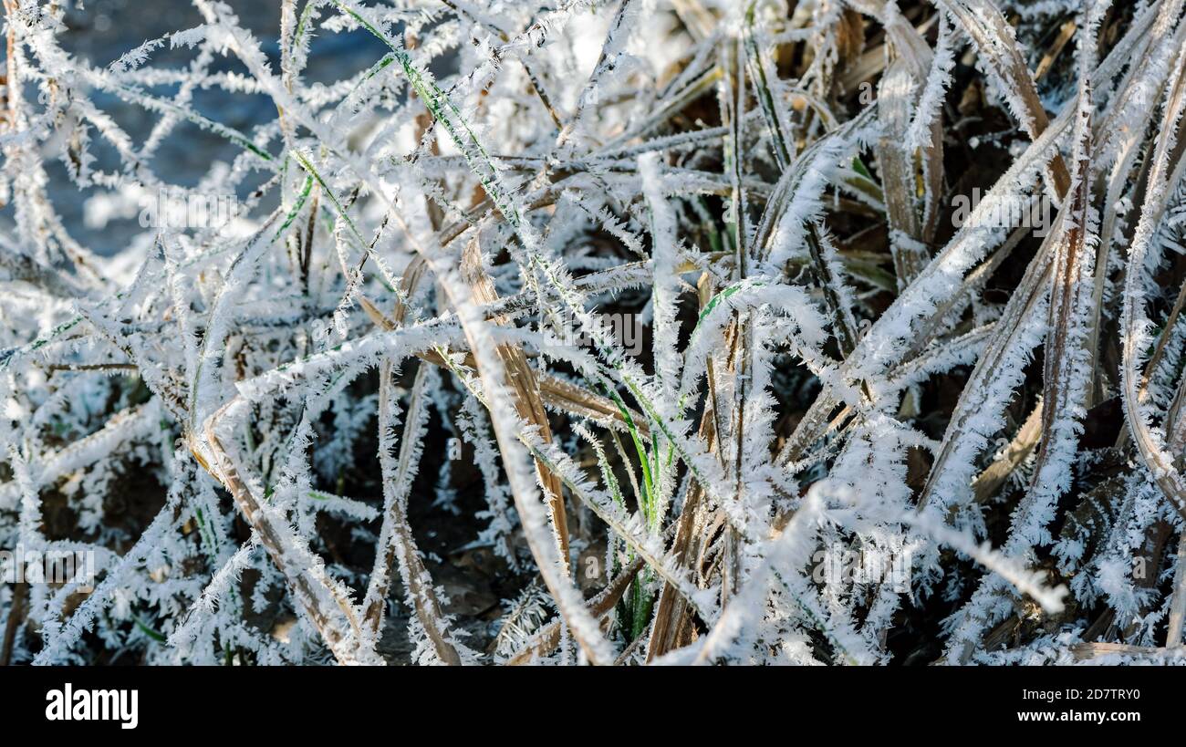 Beautiful patterns of frost crystals on the grass, leaves and branches ...