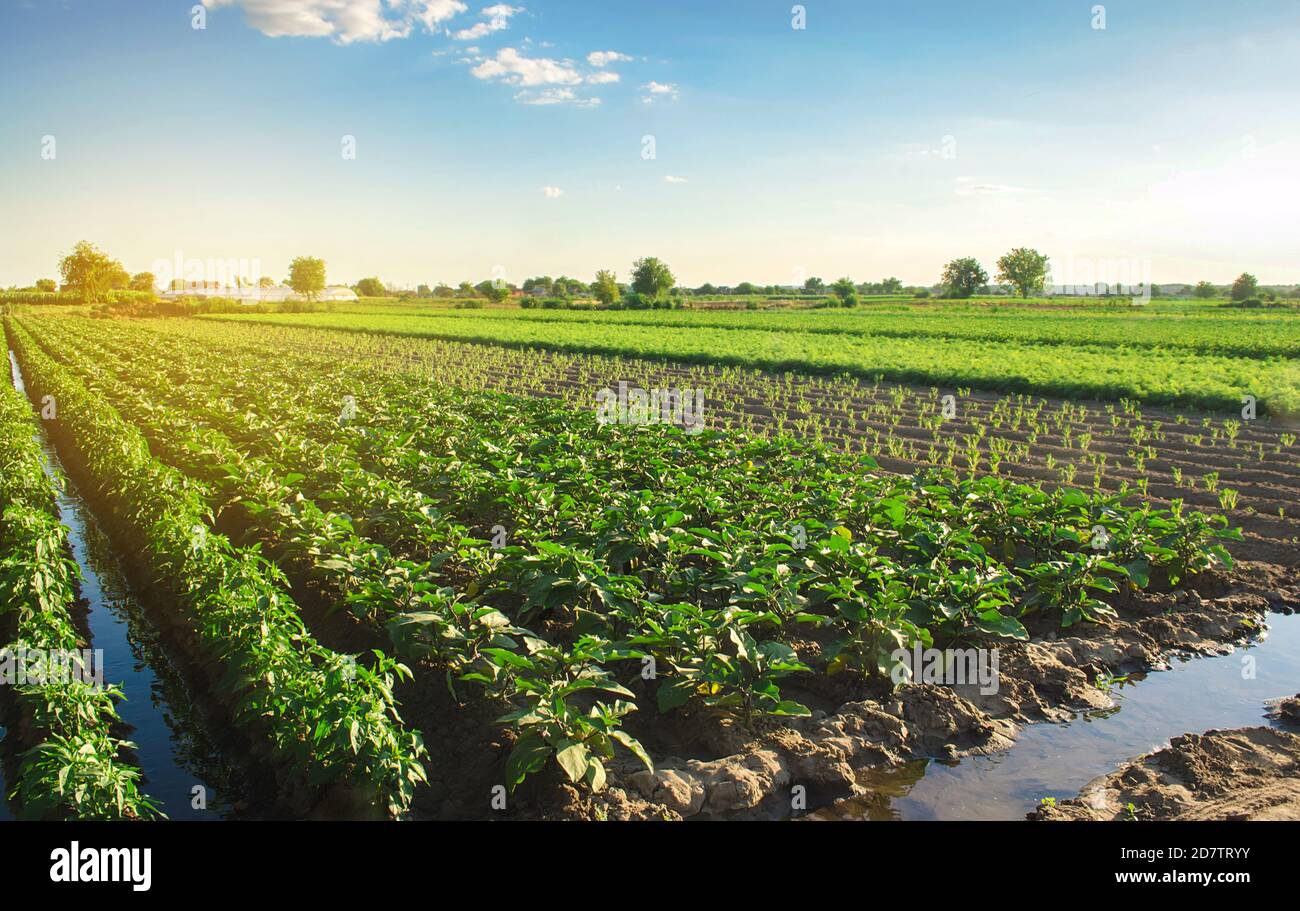 Eggplant plantations grow in the field on a sunny day. Organic ...