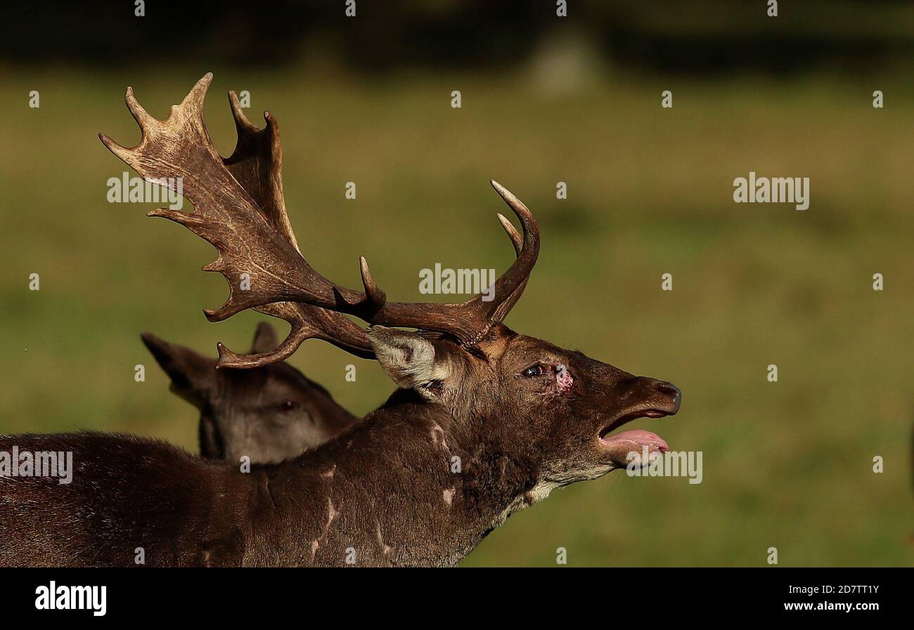 A male fallow deer with an injury near it's eye in Dublin's Phoenix ...