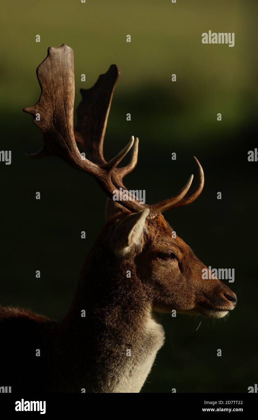 A male fallow deer in Dublin's Phoenix park during rutting season Stock ...