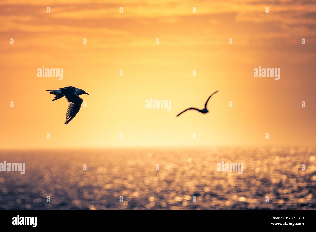 Birds Rising Photography