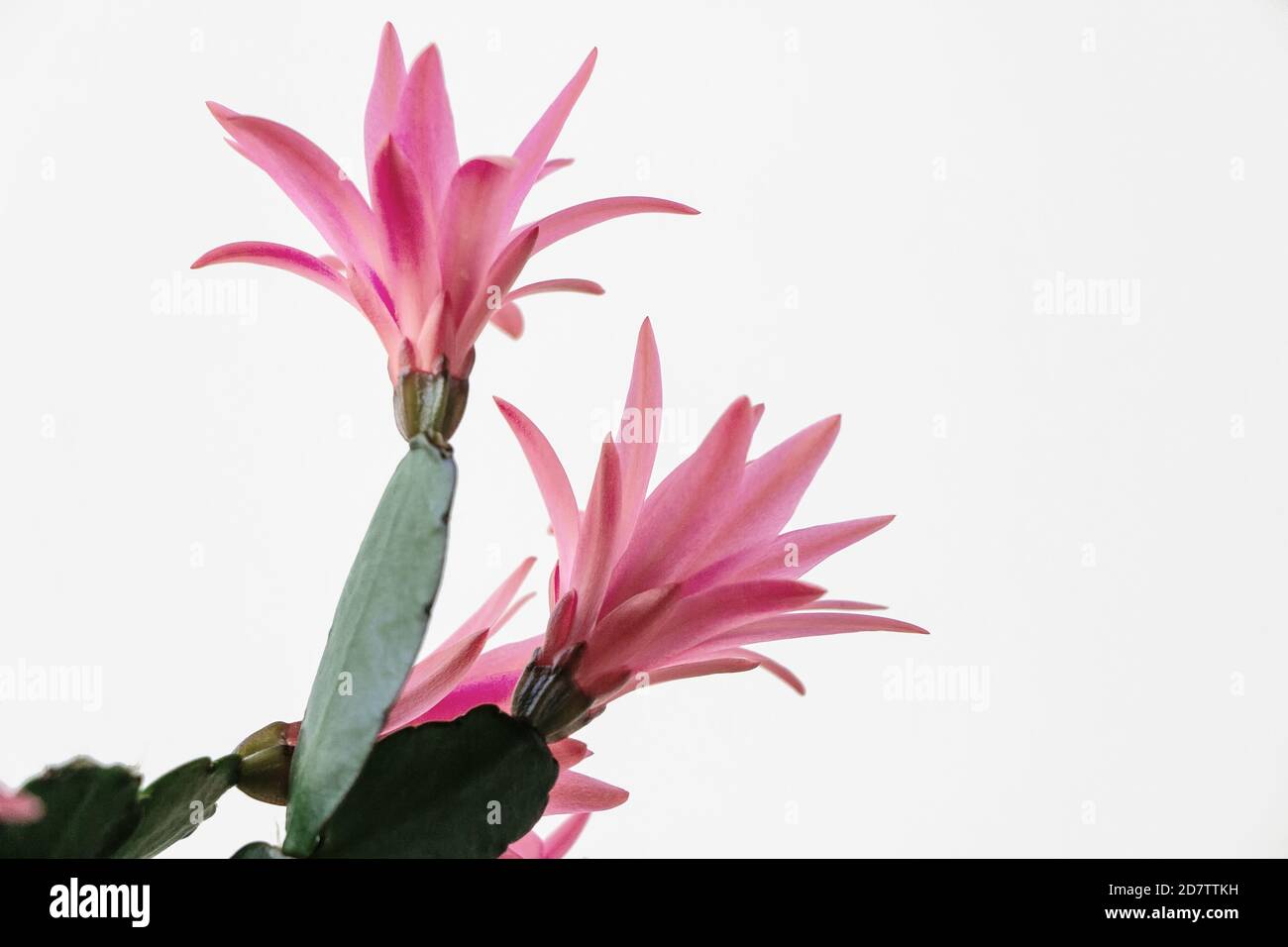 red easter cactus flower in pot with white background Stock Photo - Alamy