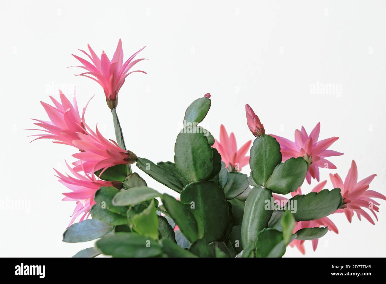 red easter cactus flower in pot with white background Stock Photo - Alamy