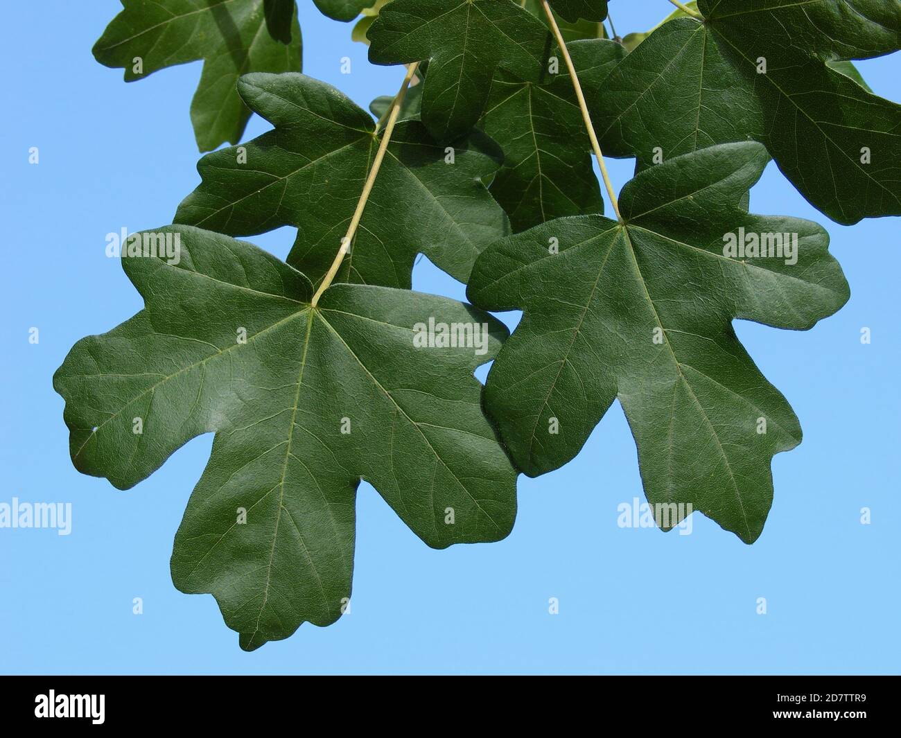 Parts of tree hi-res stock photography and images - Alamy