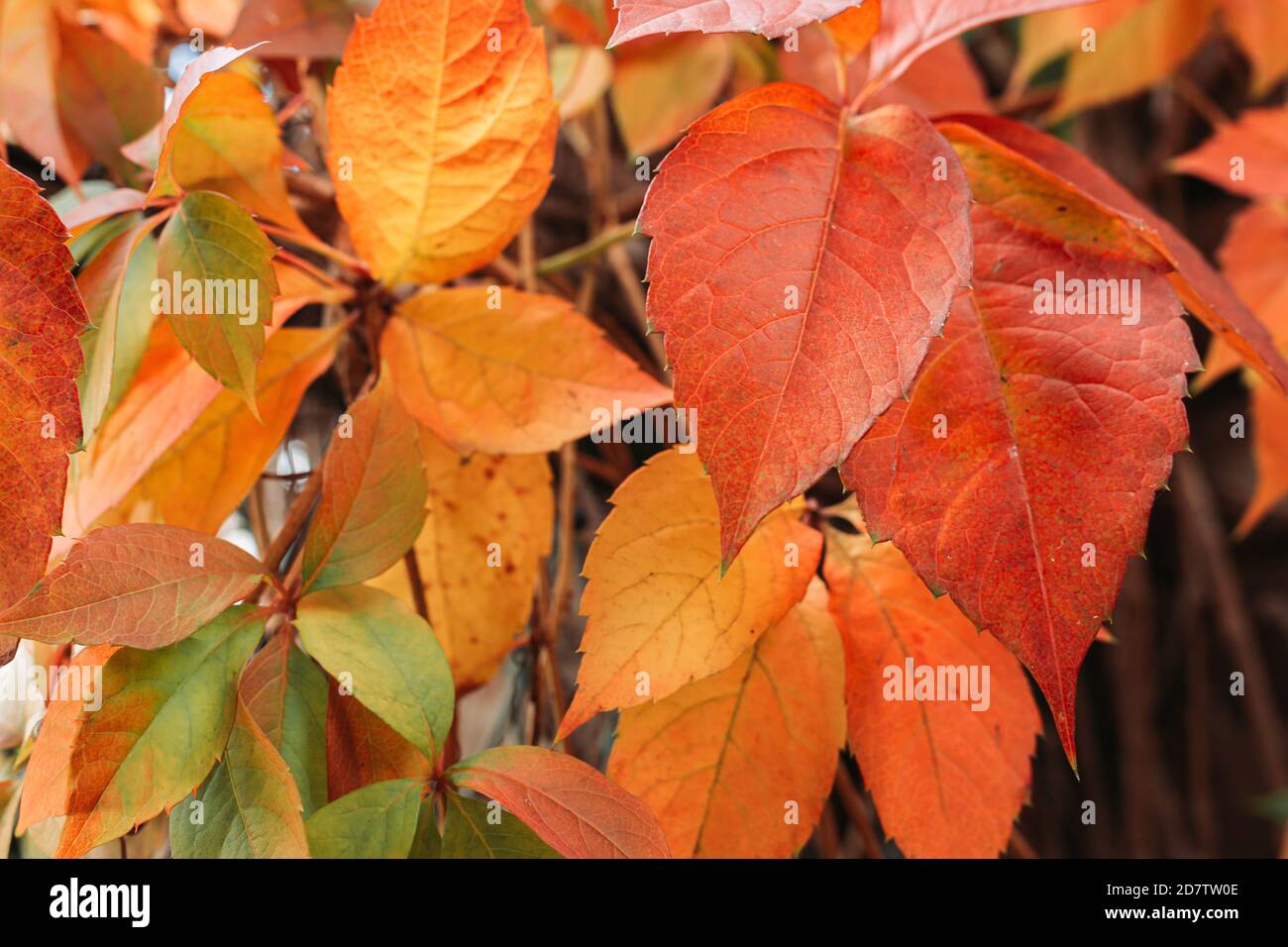 Group of autumn leaves. Fall, seasonal background Stock Photo - Alamy