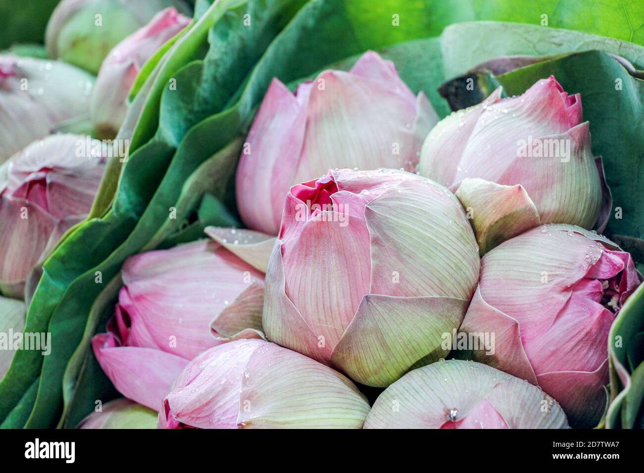Beautiful bunch pink lotus hi-res stock photography and images - Alamy