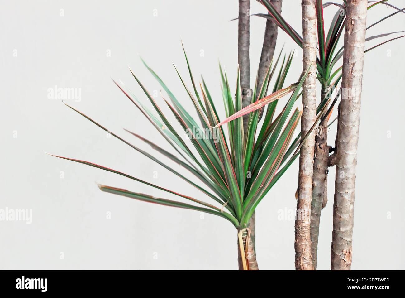 Dracaena marginata hi-res stock photography and images - Alamy