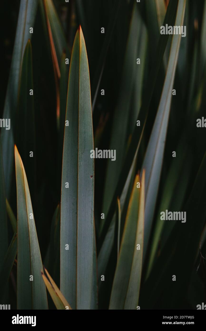 Vertical shot of plant leaves texture - great for wallpapers Stock ...